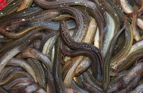 Life In Korea Weird Korean Food 1 Mudfish Loach Soup