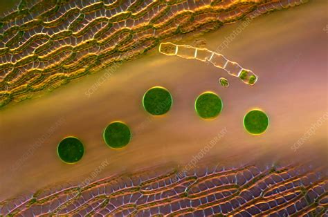 Green Algae Light Micrograph Stock Image C0366856 Science Photo