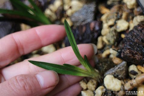 兰花圆头草兰花水晶艺蕙兰圆头草第27页大山谷图库