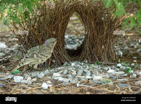 Great Bowerbird Chlamydera Nuchalis Male Tending To Bower Decorated