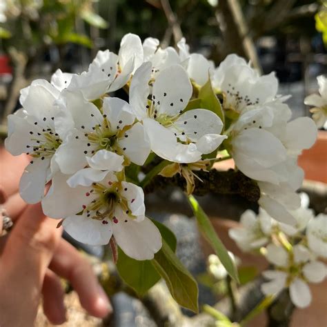 Buy Pyrus Communis Conference Architectural Plants