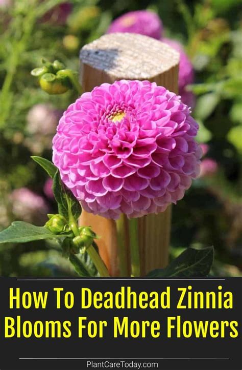 Deadhead Zinnia Blooms For More Flowers