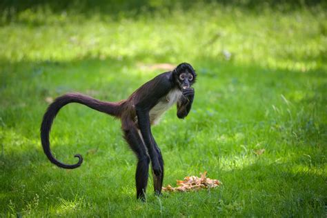 Spider Monkey 2025 Incredible Facts Habitat Diet And More