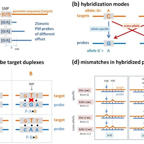 Pdf Mismatch And G Stack Modulated Probe Signals On Snp Microarrays