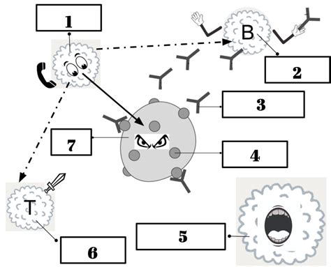Specific Immune Response Process Diagram Quizlet