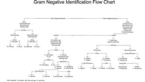 Gram Positive Bacteria Identification Chart Gram Stain Lab Report