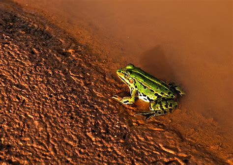 Naturewatermudfroggreen Free Image From