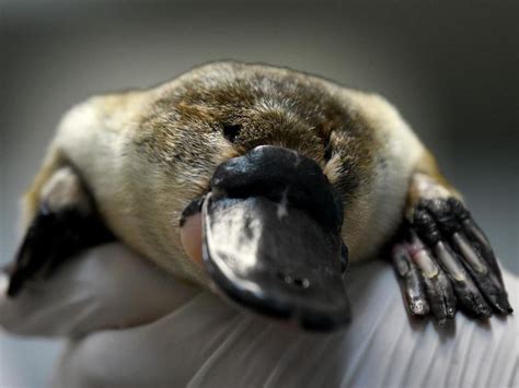 Game On In The Fight To Ban Platypus Death Traps The Australian