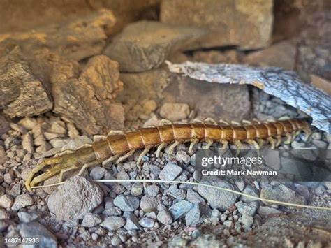 Scolopendra Heros Photos And Premium High Res Pictures Getty Images