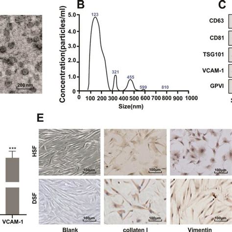 Identification Of Plasma Ed Evs And Skin Fibroblasts A The
