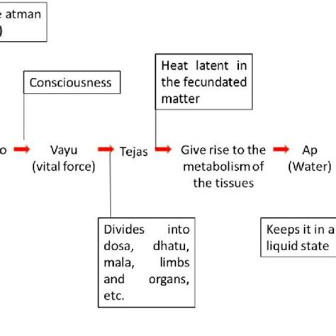 Flow Chart Of Human Evolution Source Primary Download Scientific