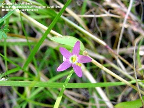 Plantfiles Pictures Zeltnera Species June Centaury Monterey Centaury