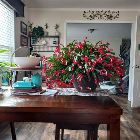 I Made The Bee Armor Rphoenixsc