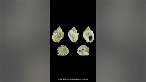 Nassarius Arcularia Youtube