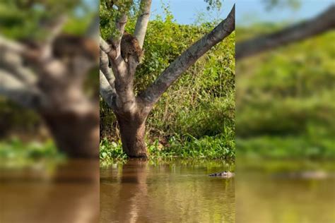 Vídeo Onça Pintada Impressiona Ao Atacar Jacaré Em Rio No Pantanal