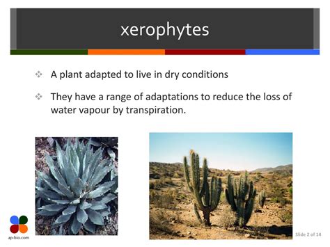 Ppt Xerophytes And Transpiration Factors Powerpoint Presentation Id 2164697