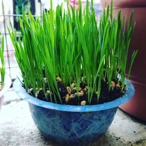 Wheatgrass Plant Care Water Light Nutrients Greg App 🌱