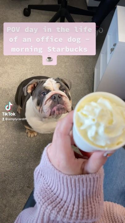 Jazay Quantock On Linkedin Rolly Loved Her Day In The Cardiff Office Today She Has Some New