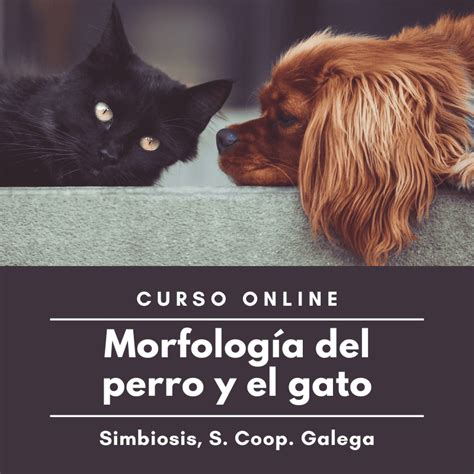 Morfología De Las Razas Caninas Cooperativa Simbiosis
