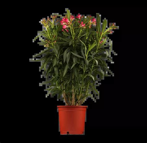 Nerium Oleander Busch Groß Oleander Bellaflora