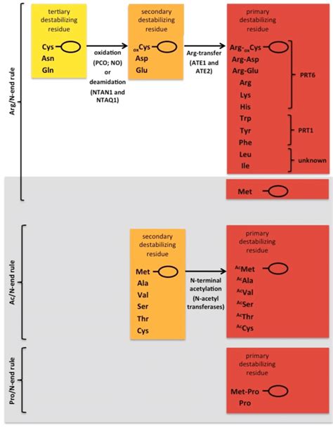 Canonical N End Rule Pathways The Neo N Terminus Of A Protein May Be A