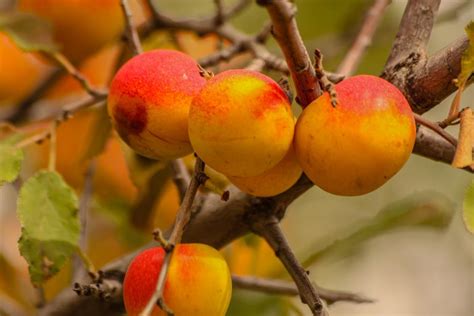 34 Plum Varieties Different Kinds Of Plums With Photos