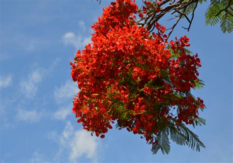 凤凰花树图片大全大图凤凰树小苗凤凰花绘画大山谷图库