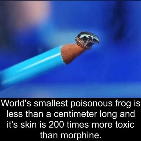 Worlds Smallest Frog Is Less Than A Centimeter Long Yet Very