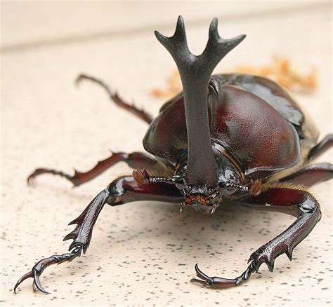 Rhino Beetle Wallpapers Gallery