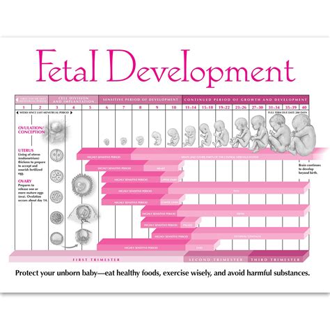 Process Of Conception Timeline