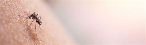 Les Vecteurs Et Les Maladies Vectorielles Comprendre Et Prévenir Les