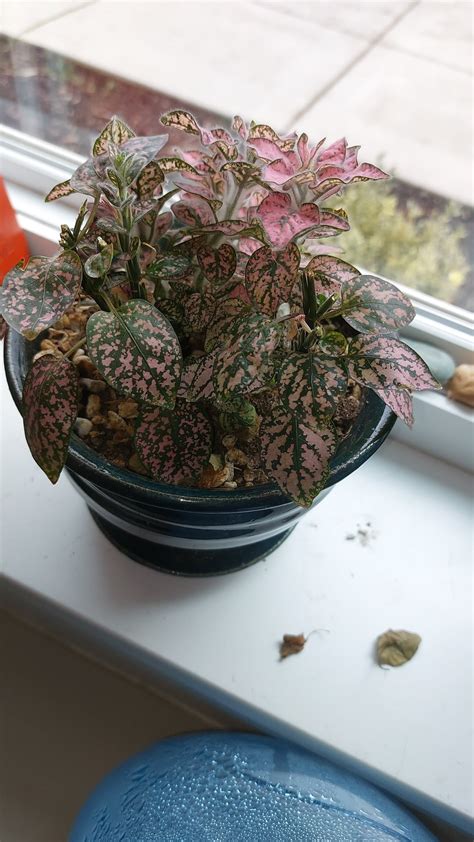 How Does This Polka Dot Look My App Keeps Saying It Has Leaf Rot R Plant