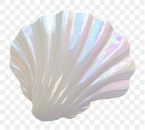 Png Turquoise Shell Seashell Shiny Free Png Rawpixel