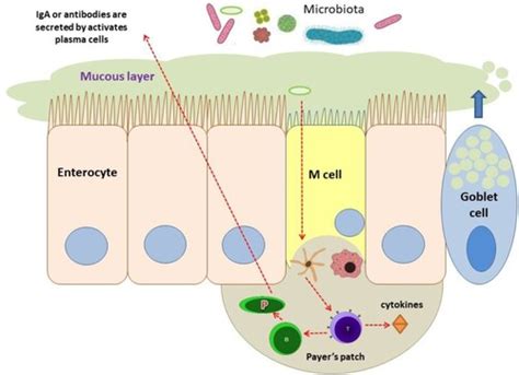Full Article Enhancing The Bioavailability And Activity Of Natural