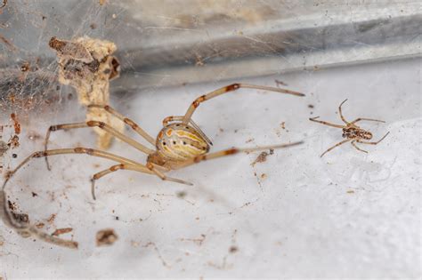 Juvenile Brown Widow Spider