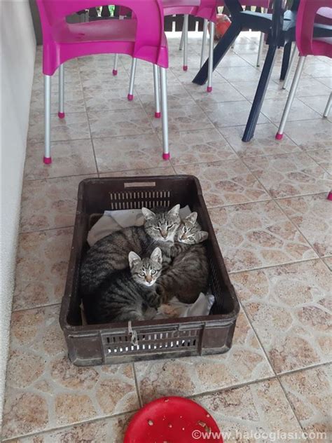 Poklanjamo Mačiće I Mačku Halo Oglasi