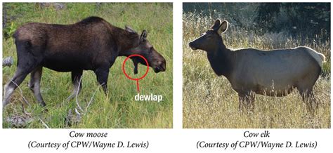 Moose Vs Elk