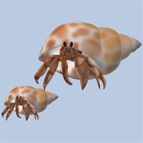 Hermit Crab Babies