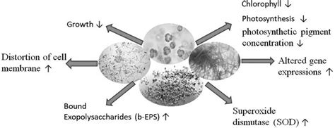 1 Microplastics Cause Harmful Inhibitory Effects On Marine Algae The