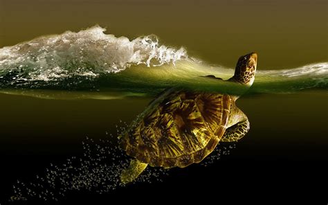 Turtle Art Wallpapers Top Free Turtle Art Backgrounds Wallpaperaccess