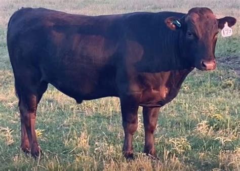 Wagyu Embryos And Semen For Sale