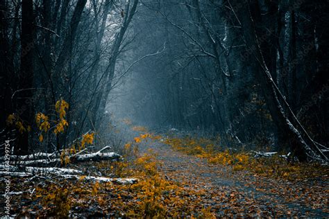 Dark Autumn Forest