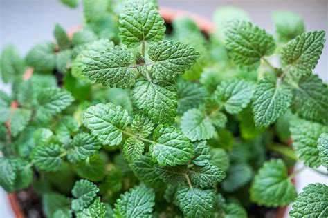 How To Grow And Care For Lemon Balm