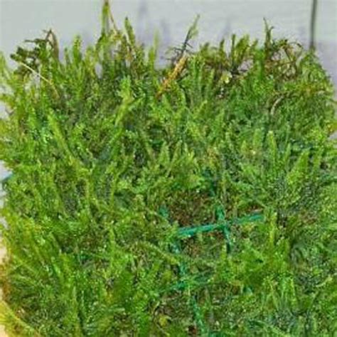 Java Moss For Sale