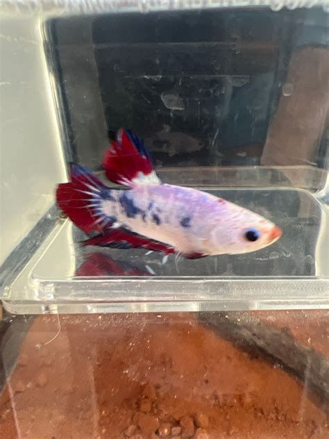 Assorted Plakatbetta Splendens Tropical Aquarium