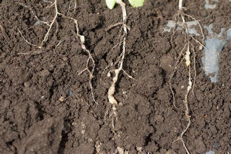 Soil Borne Organisms Preventing Diseases Caused By Soil Borne