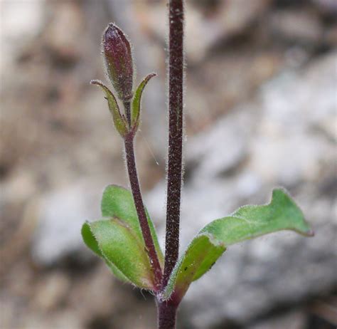 F 9 Identify That Plant