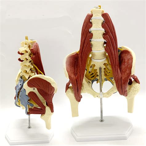 Buy Lhlyl Dp Female Pelvis Model Lumbar Spine Model With Pelvic Floor