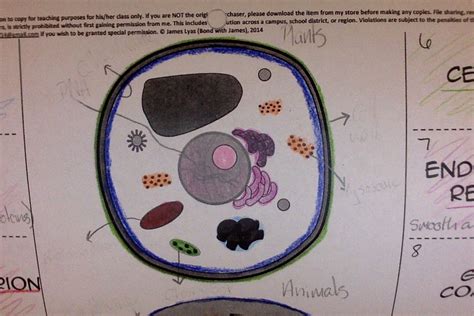 Cells Diagram Quizlet