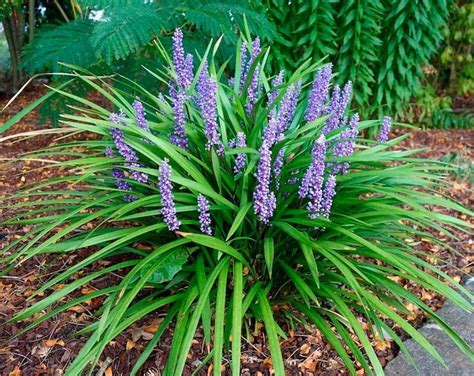 6 Six Liriope Big Blue Hardy Ground Cover Perennial Drought